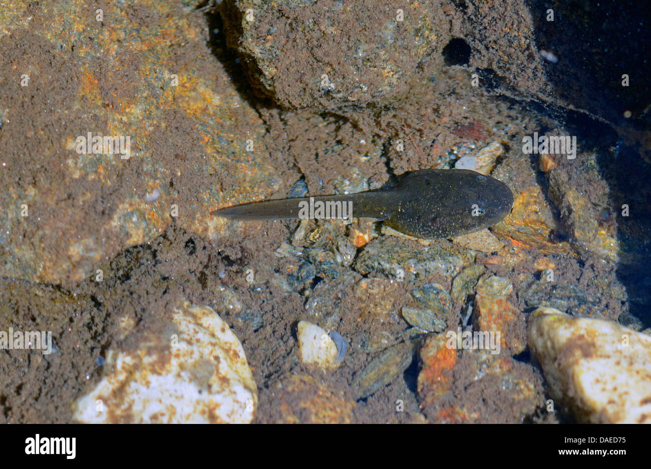 Italian stream frog (Rana italica), tadpole of the Italien stream frog ...