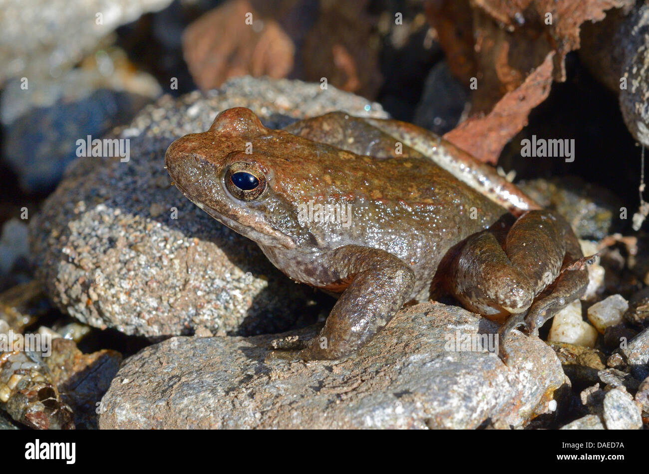 Italian stream frog (Rana italica), frog sitting on a rock, Italy ...