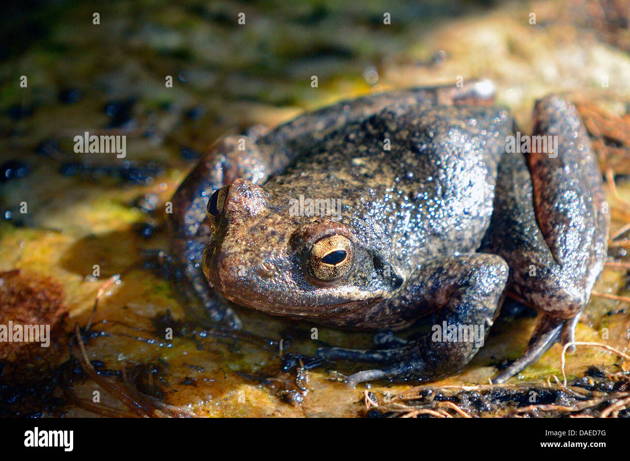 The italien stream frog hi-res stock photography and images - Alamy