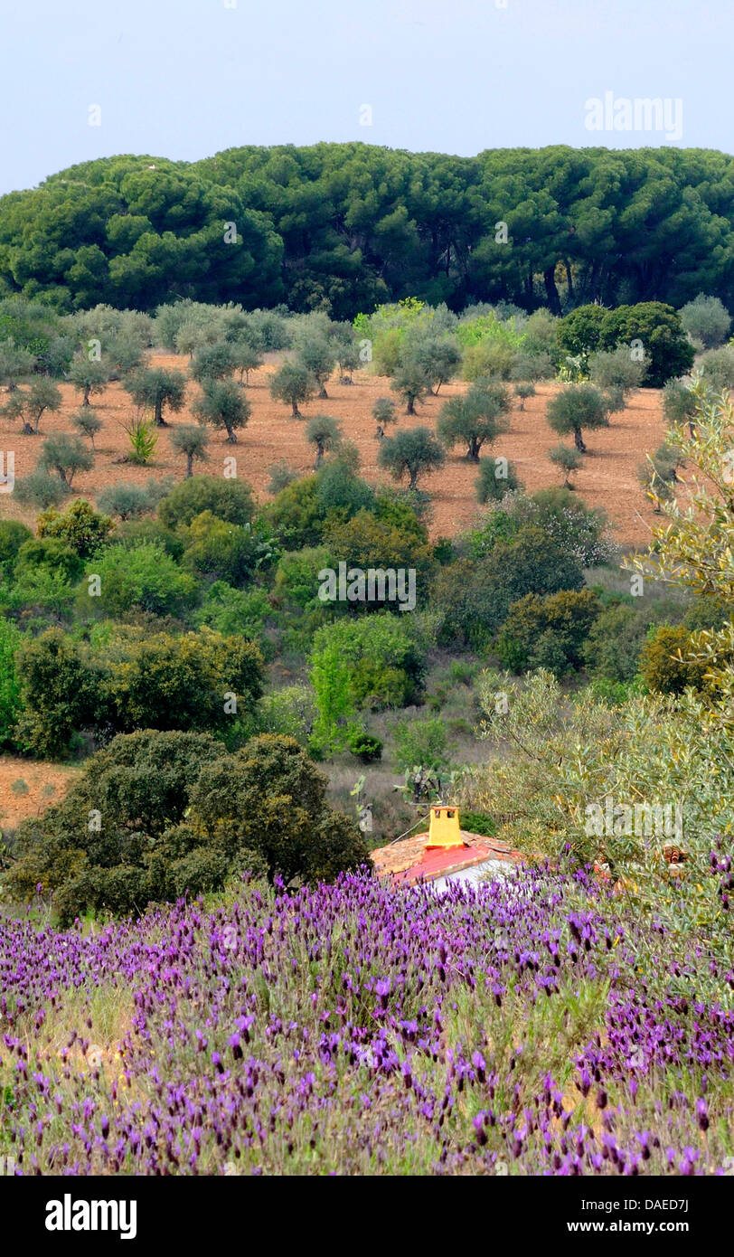 panoramic view ober a landscape with olive trees and , Spain ...