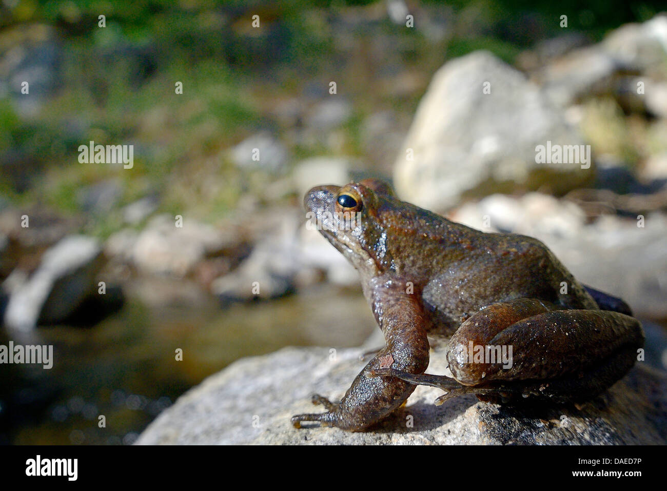Italian stream frog (Rana italica), Italien stream frog sitting next to ...