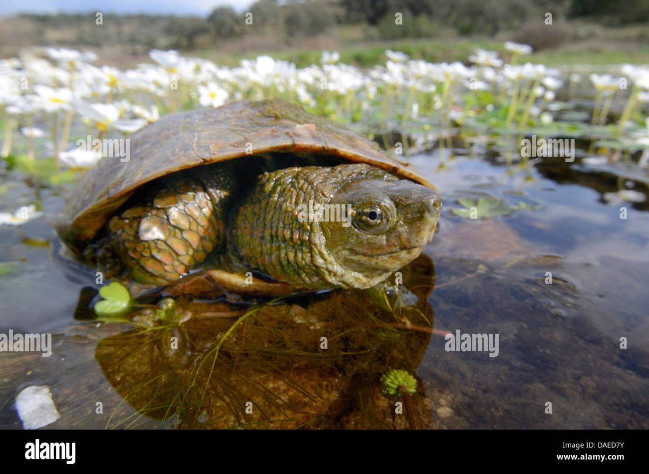 Maurish turtle, Mediterranean turtle (Mauremys leprosa), in Rio Almonte ...