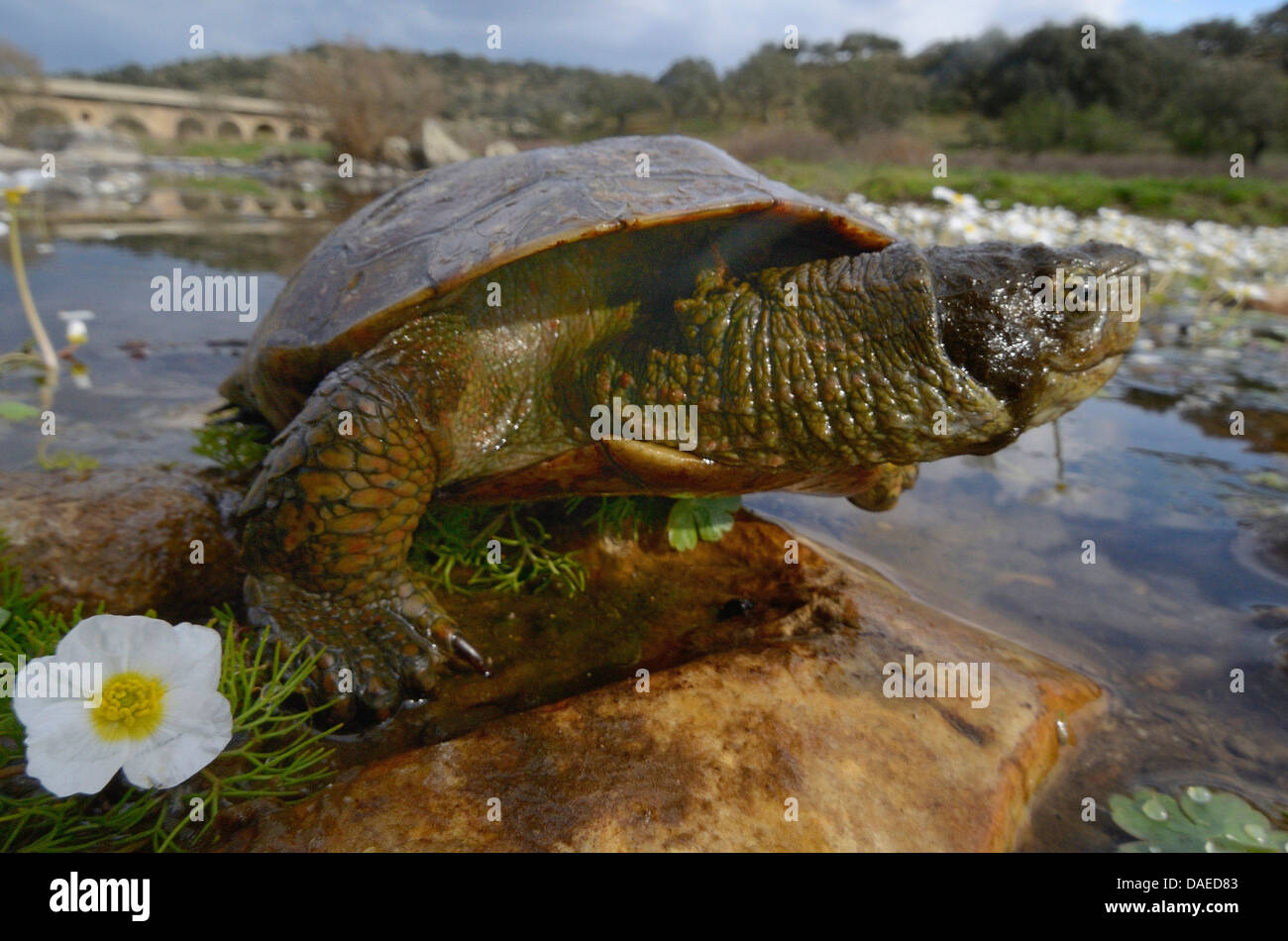 Maurish turtle, Mediterranean turtle (Mauremys leprosa), in Rio Almonte ...
