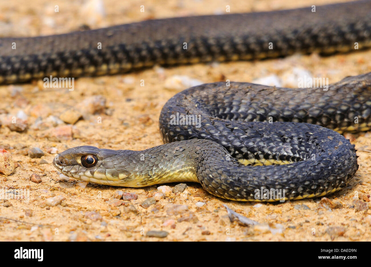 Montpellier snake spain High Resolution Stock Photography and Images ...