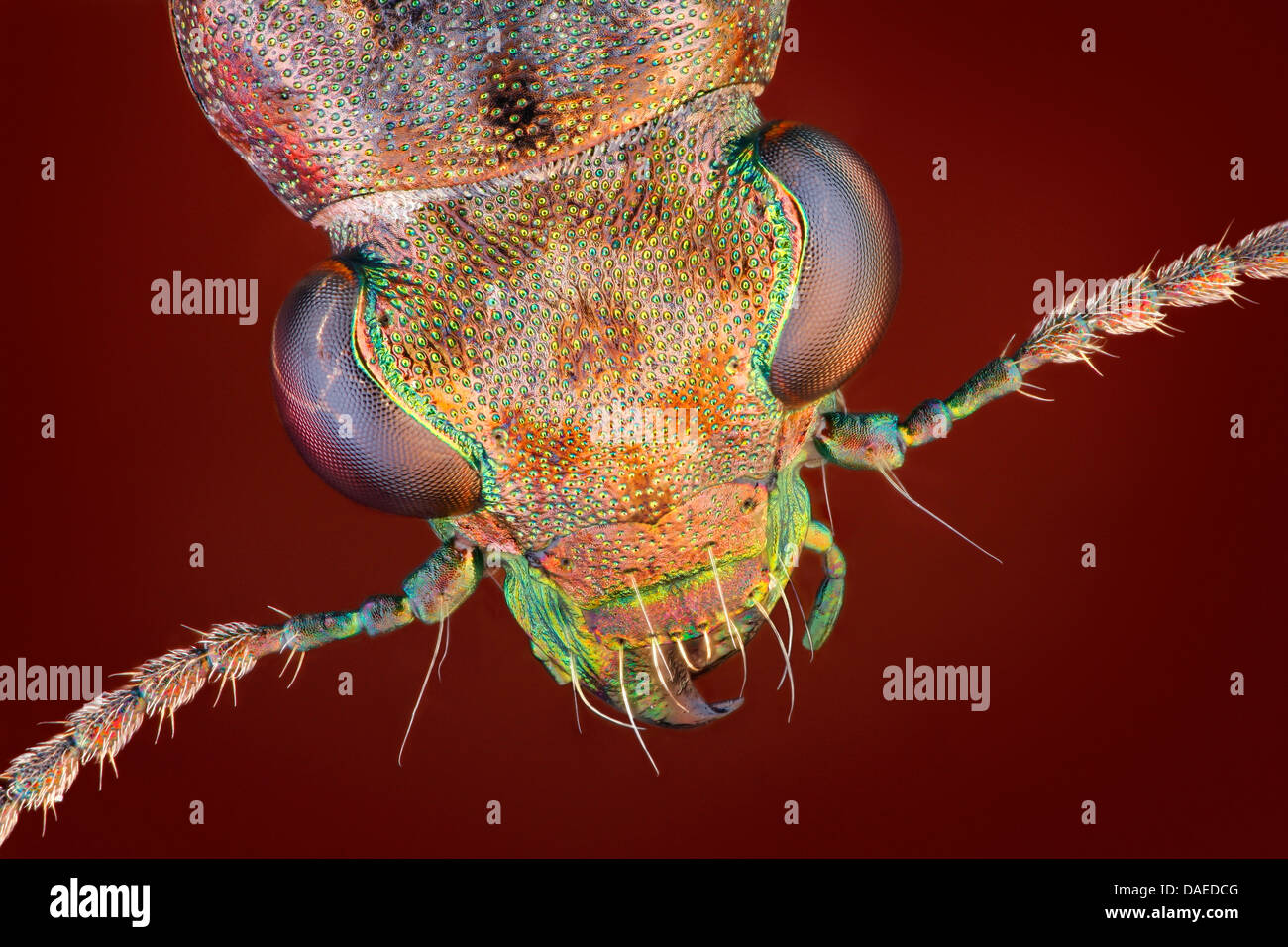 lesser wetland ground beetles (Elaphrus riparius), top view of a head ...