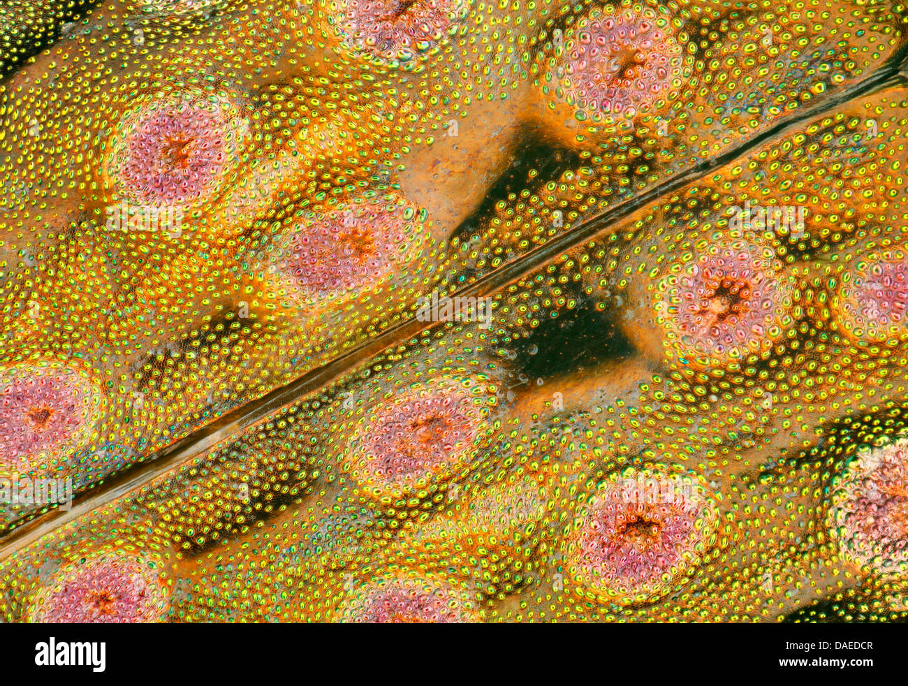 lesser wetland ground beetles (Elaphrus riparius), macro shot of elytra ...