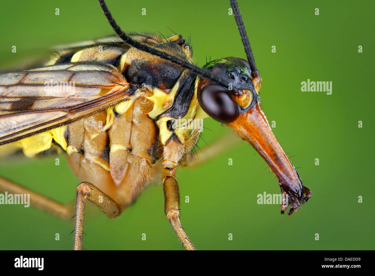 common scorpionfly (Panorpa communis), lateral view of head with beak ...