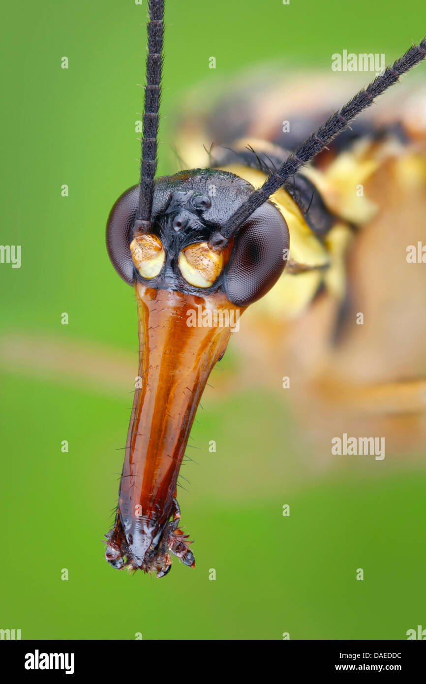 Common european scorpion hi-res stock photography and images - Alamy