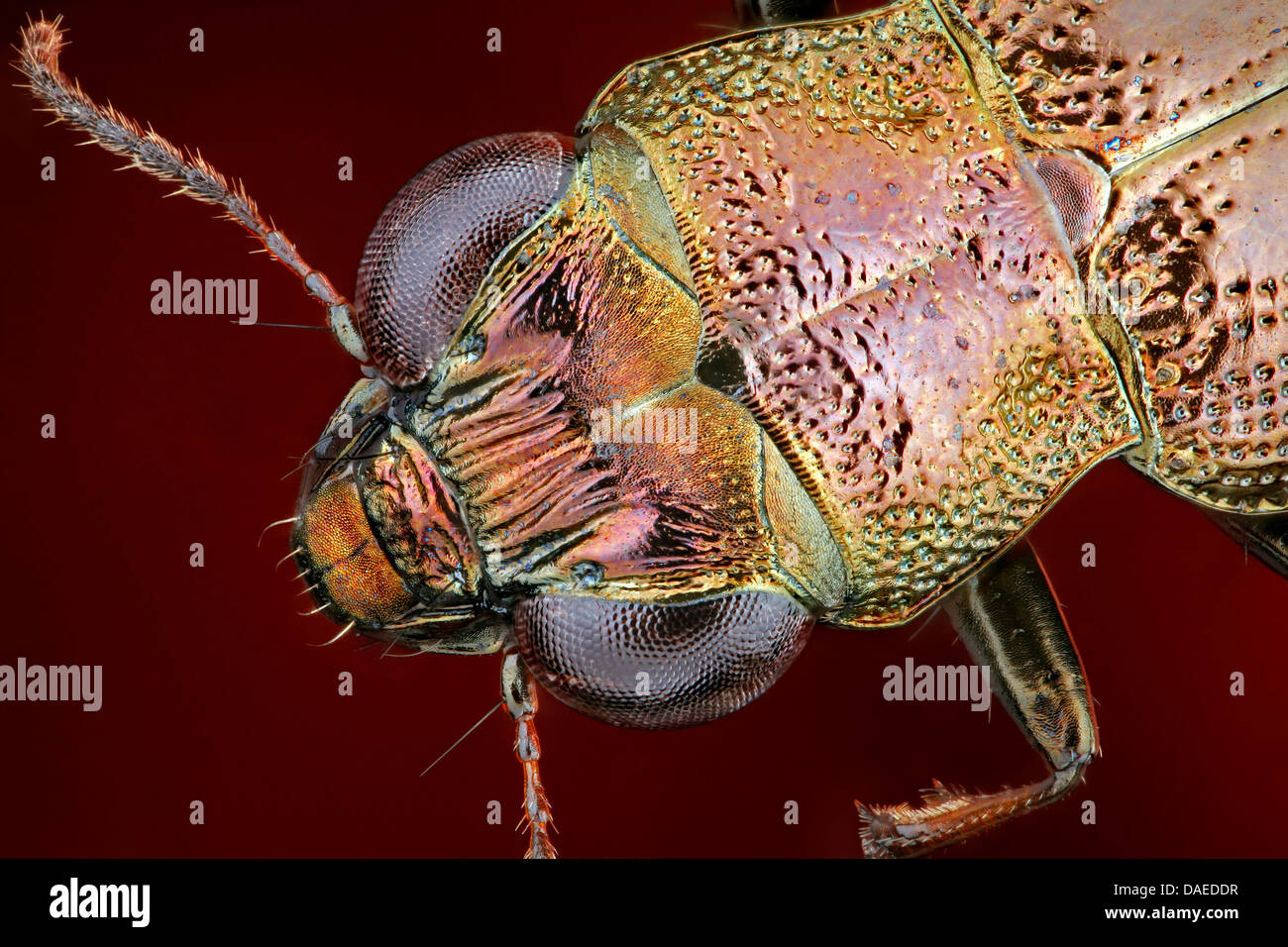 Notiophilus spec. (Notiophilus spec.), head and thorax from above ...