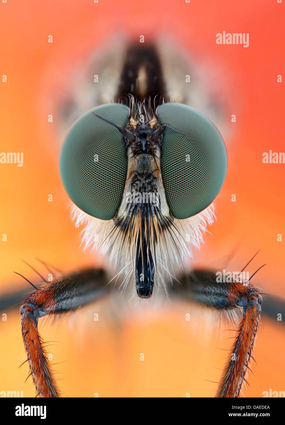 Robberfly head hi-res stock photography and images - Alamy