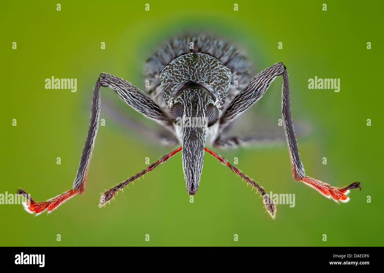 Weevil oxystoma ochropus hi-res stock photography and images - Alamy