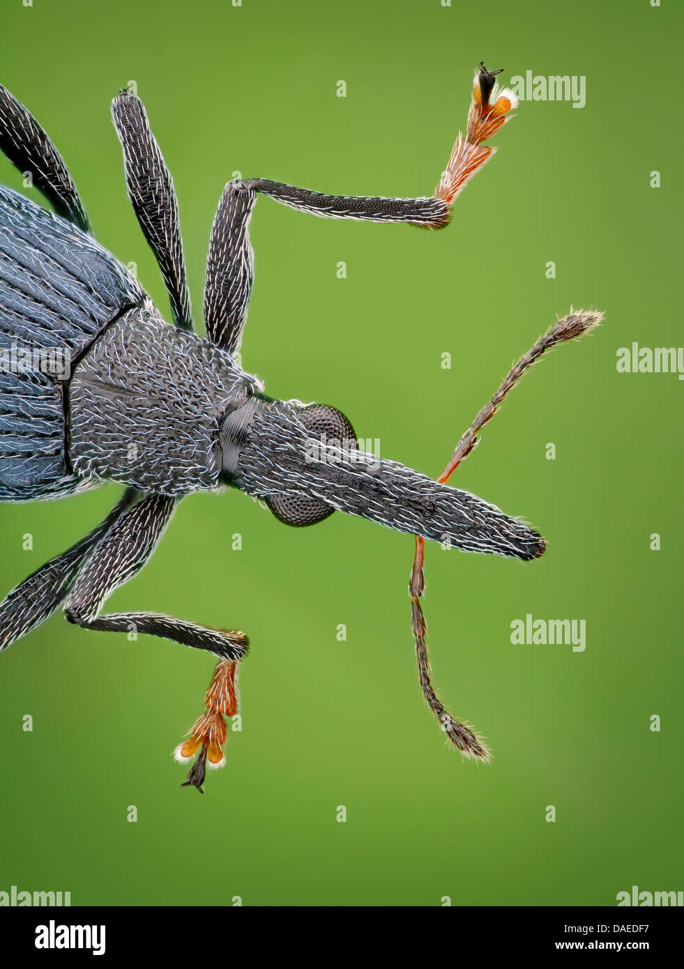 weevil (Oxystoma ochropus), head and thorax in top view, Germany Stock ...