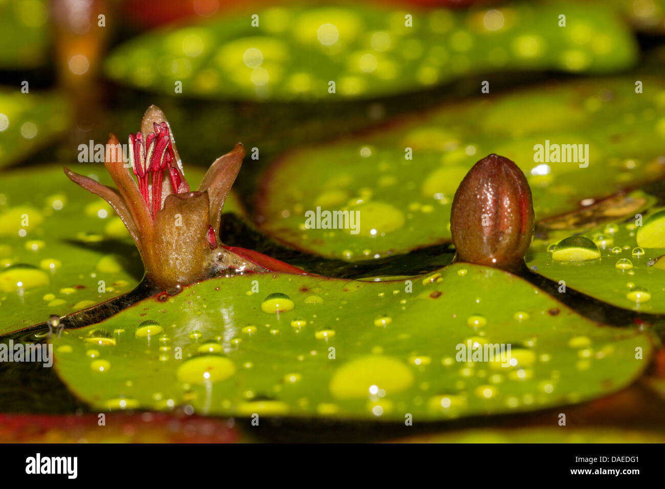 water shield (Brasenia schreberi ), flower and bud Stock Photo - Alamy