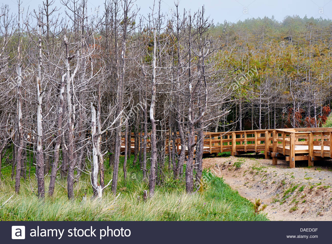 Dying Trees Stock Photos & Dying Trees Stock Images - Alamy