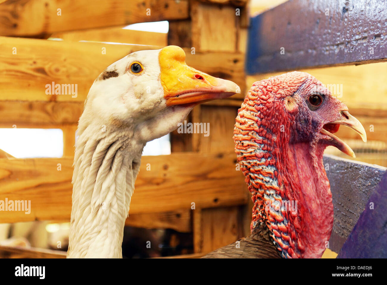 Goose and wild turkey heads at local fair Stock Photo - Alamy