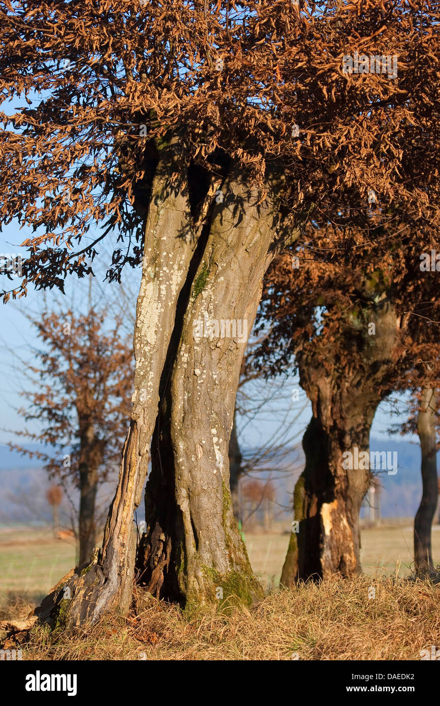 Pollarded hornbeam hi-res stock photography and images - Alamy