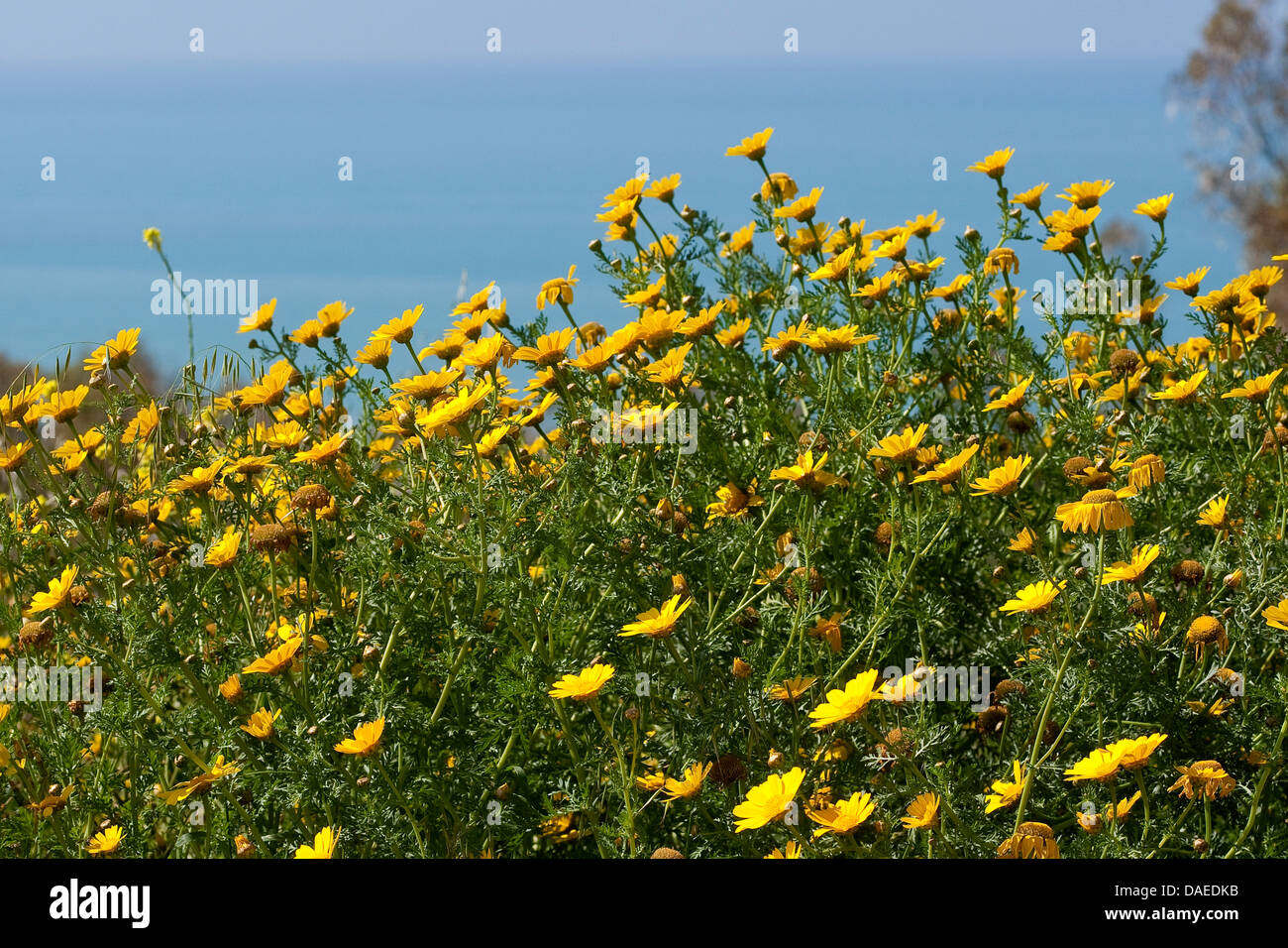 Crown daisy hi-res stock photography and images - Alamy