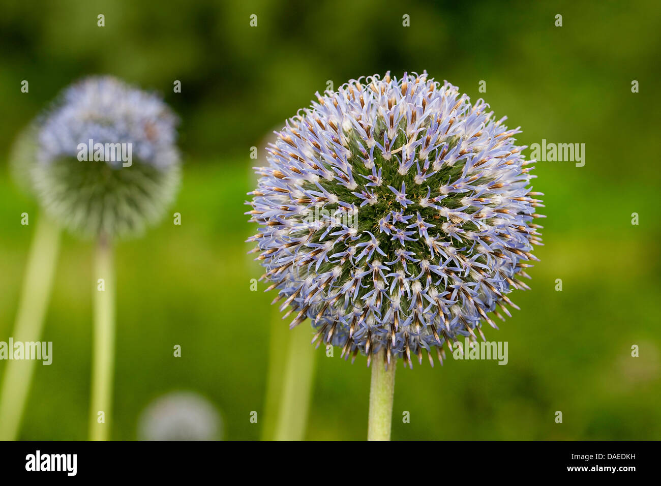 Russian globe thistles hi-res stock photography and images - Alamy