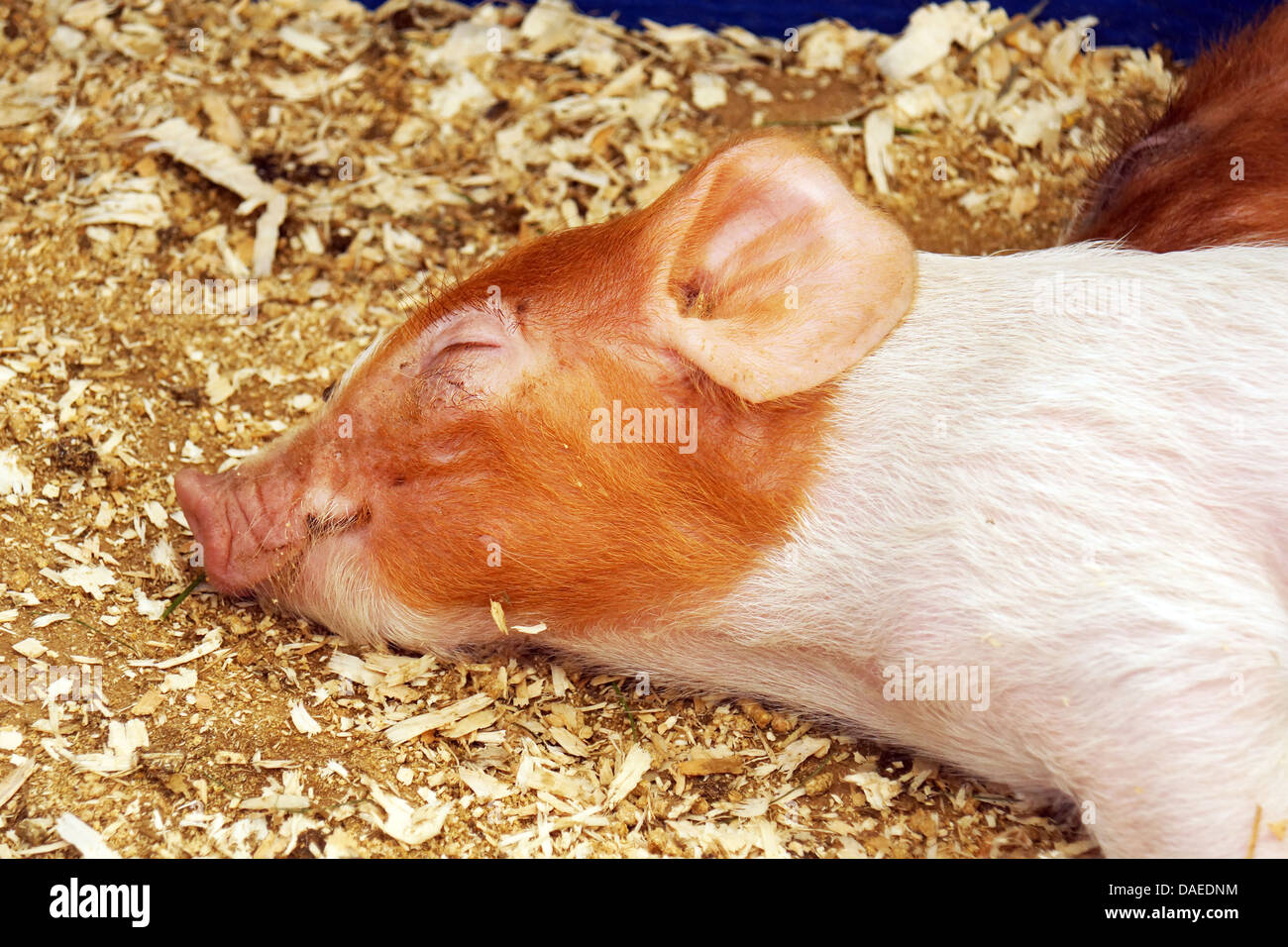 Cute and sleeping little pig or piglet Stock Photo - Alamy