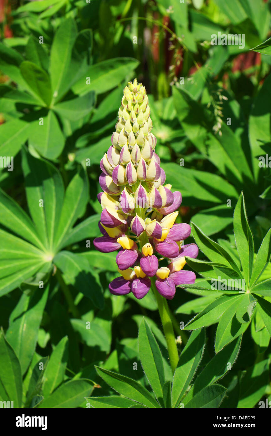 Bluebonnet lupine hi-res stock photography and images - Alamy