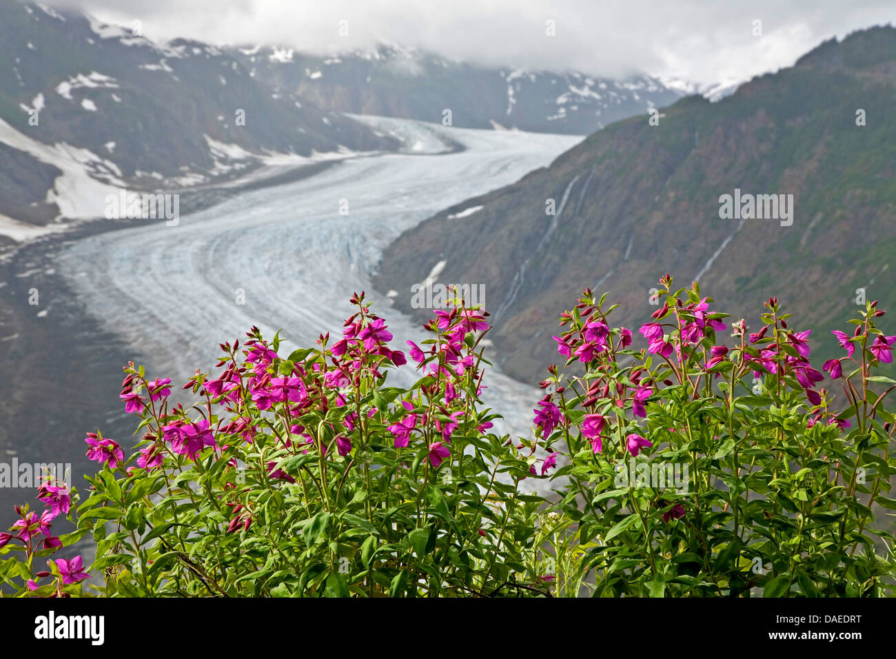 broad-leaved willow-herb, red willow-herb, river beauty (Epilobium ...