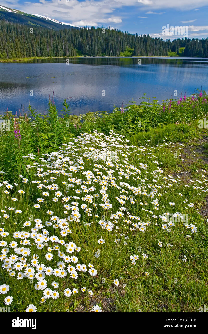 American daisy hi-res stock photography and images - Alamy