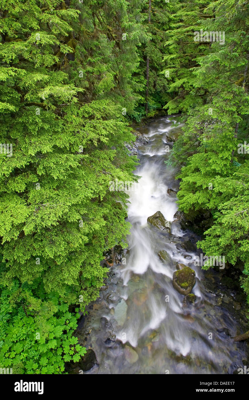 western hemlock (Tsuga heterophylla), at Fish Creek , USA, Alaska ...