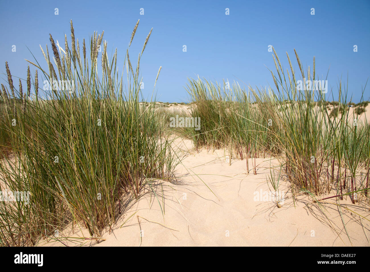 Sand dunes grass hi-res stock photography and images - Alamy