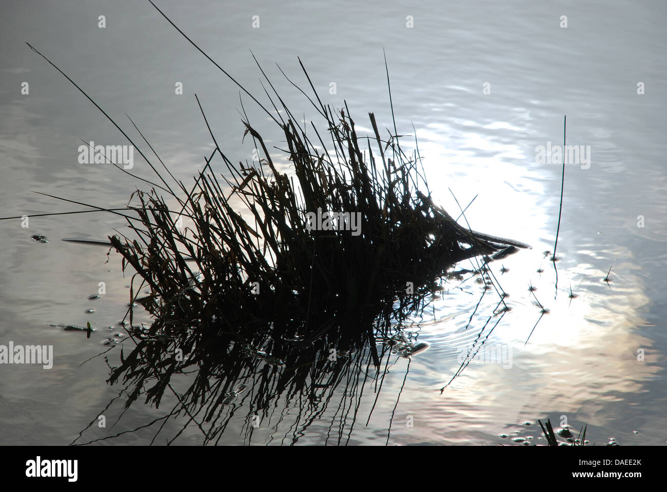 Abstract Hedgehog Shape in Reeds in water Stock Photo - Alamy