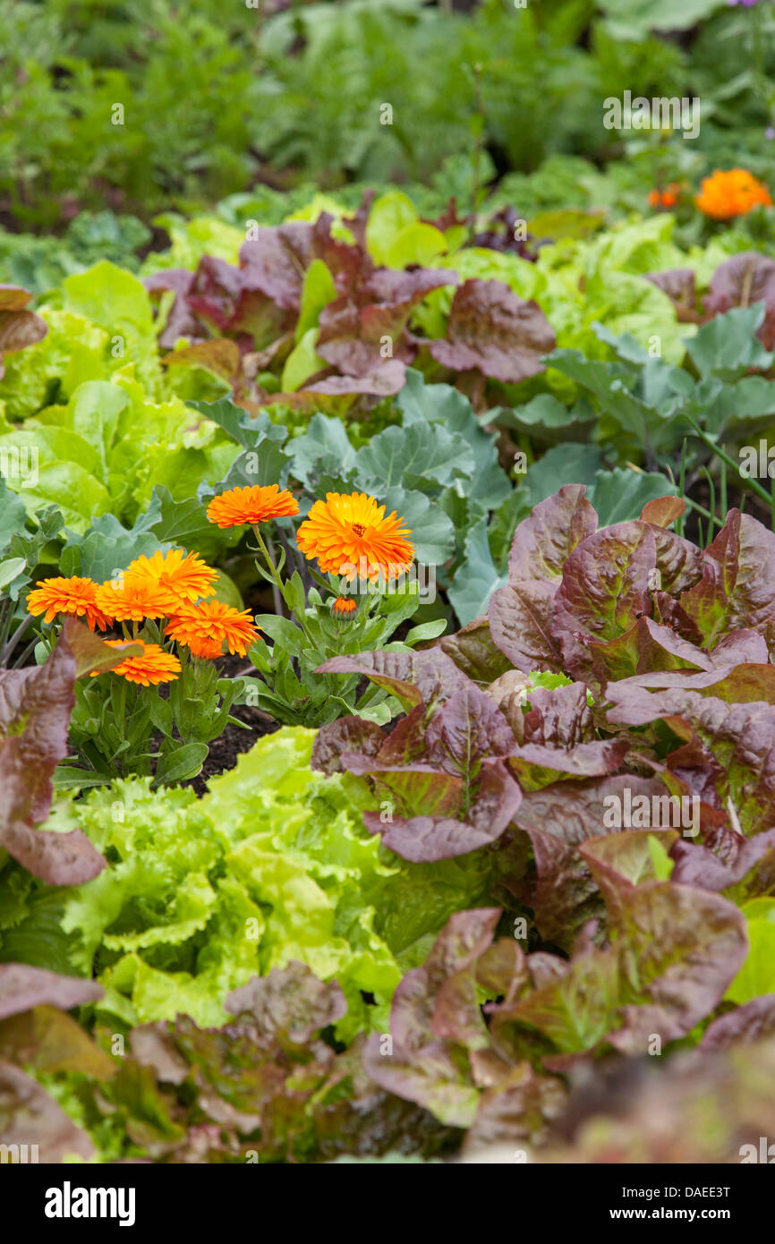 Marigolds interplanted with Salad crop on an allotment, England, UK ...