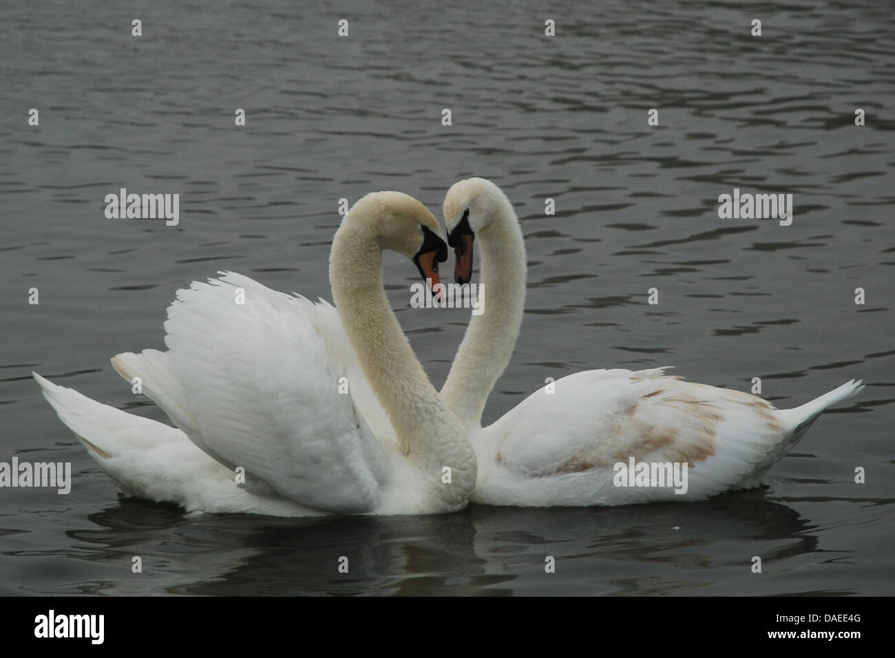 Two Swans Making A Heart
