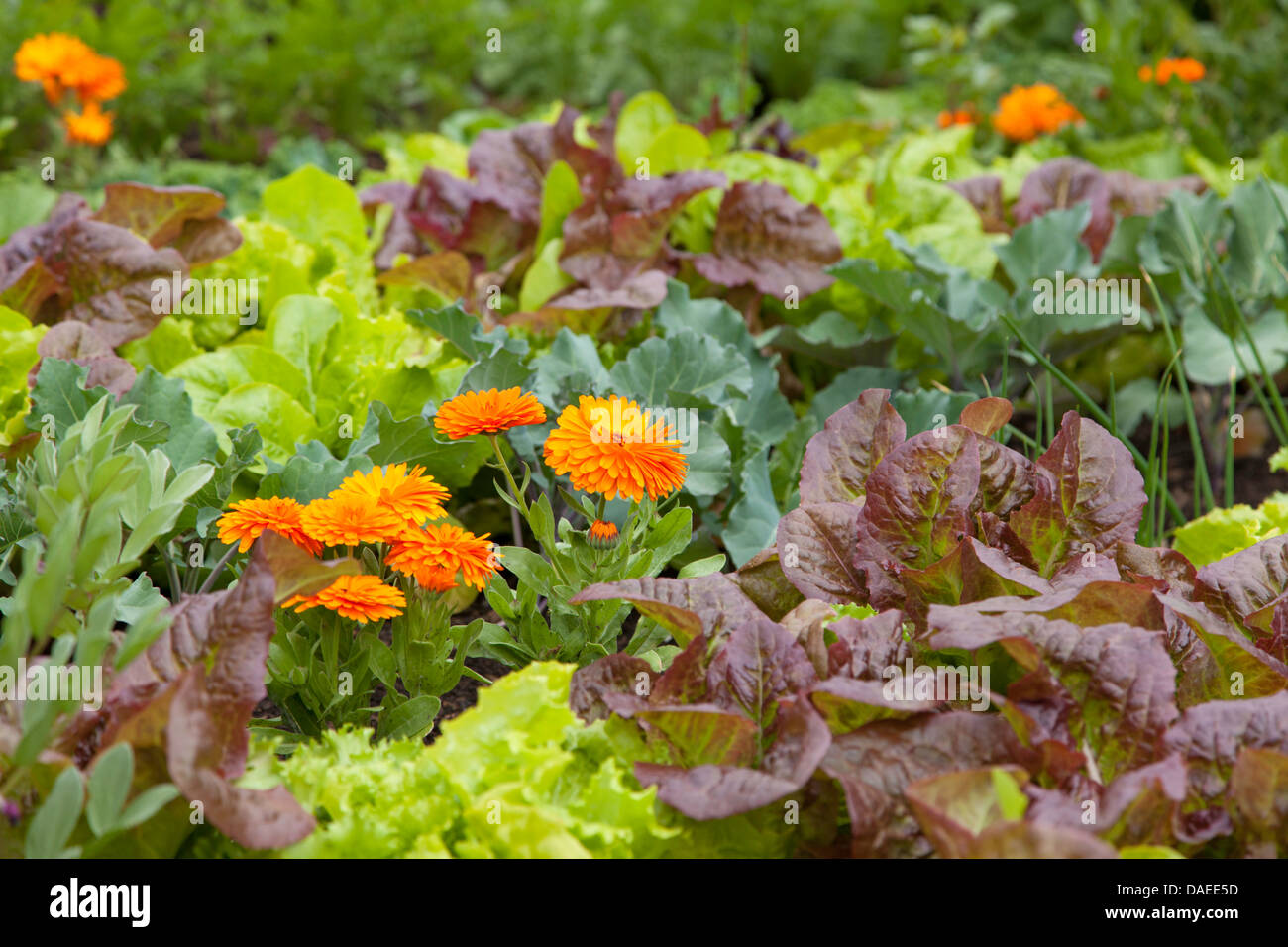 Marigolds interplanted with Salad crop on an allotment, England, UK ...
