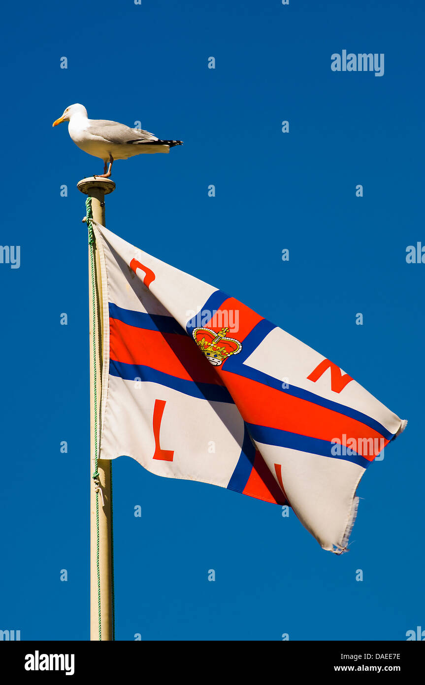 Seagull on top of flag pole with RNLI flag Stock Photo - Alamy