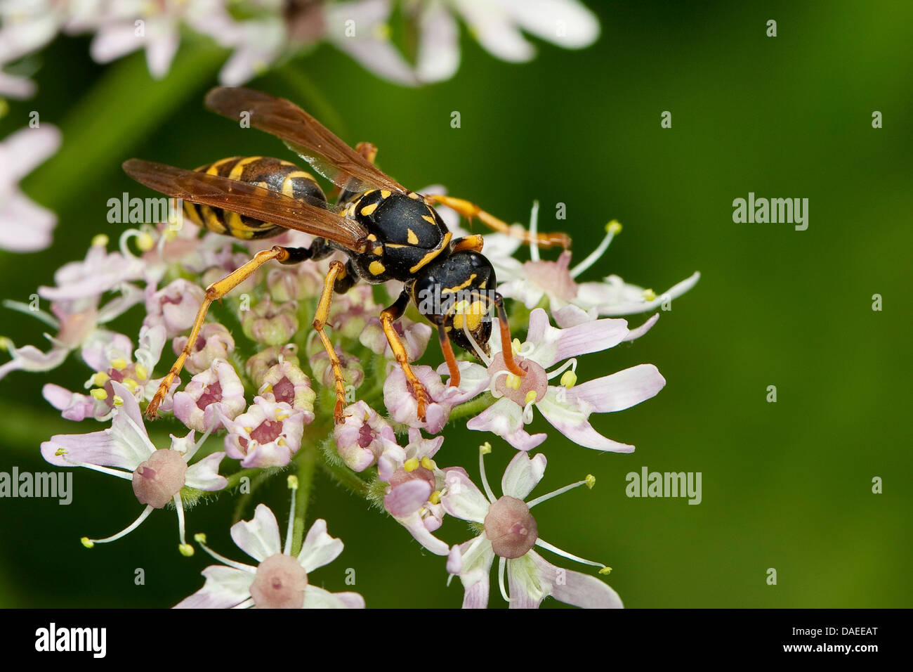 Polistes dominula bloom hi-res stock photography and images - Alamy