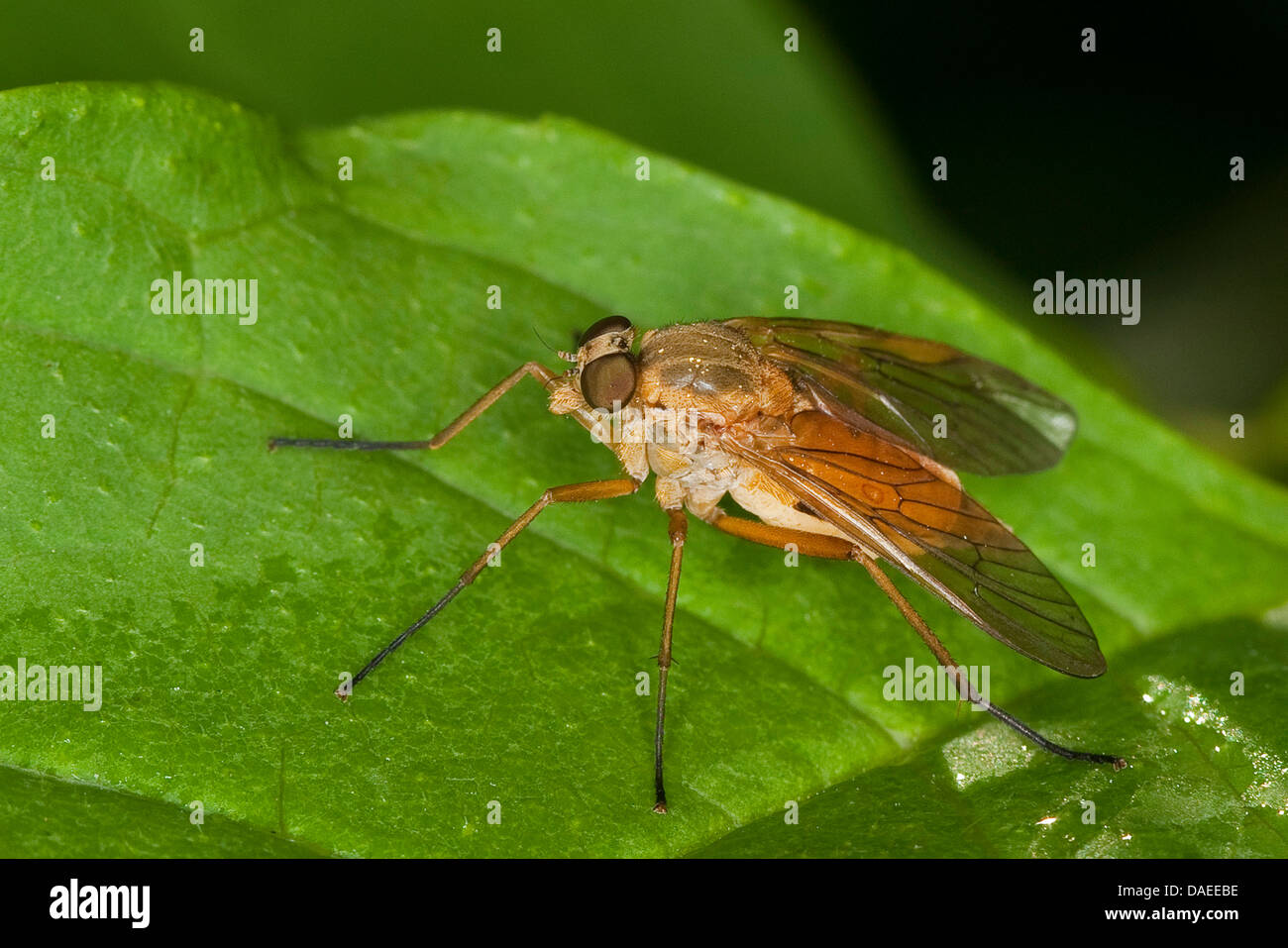 Rhagio tringarius hi-res stock photography and images - Alamy
