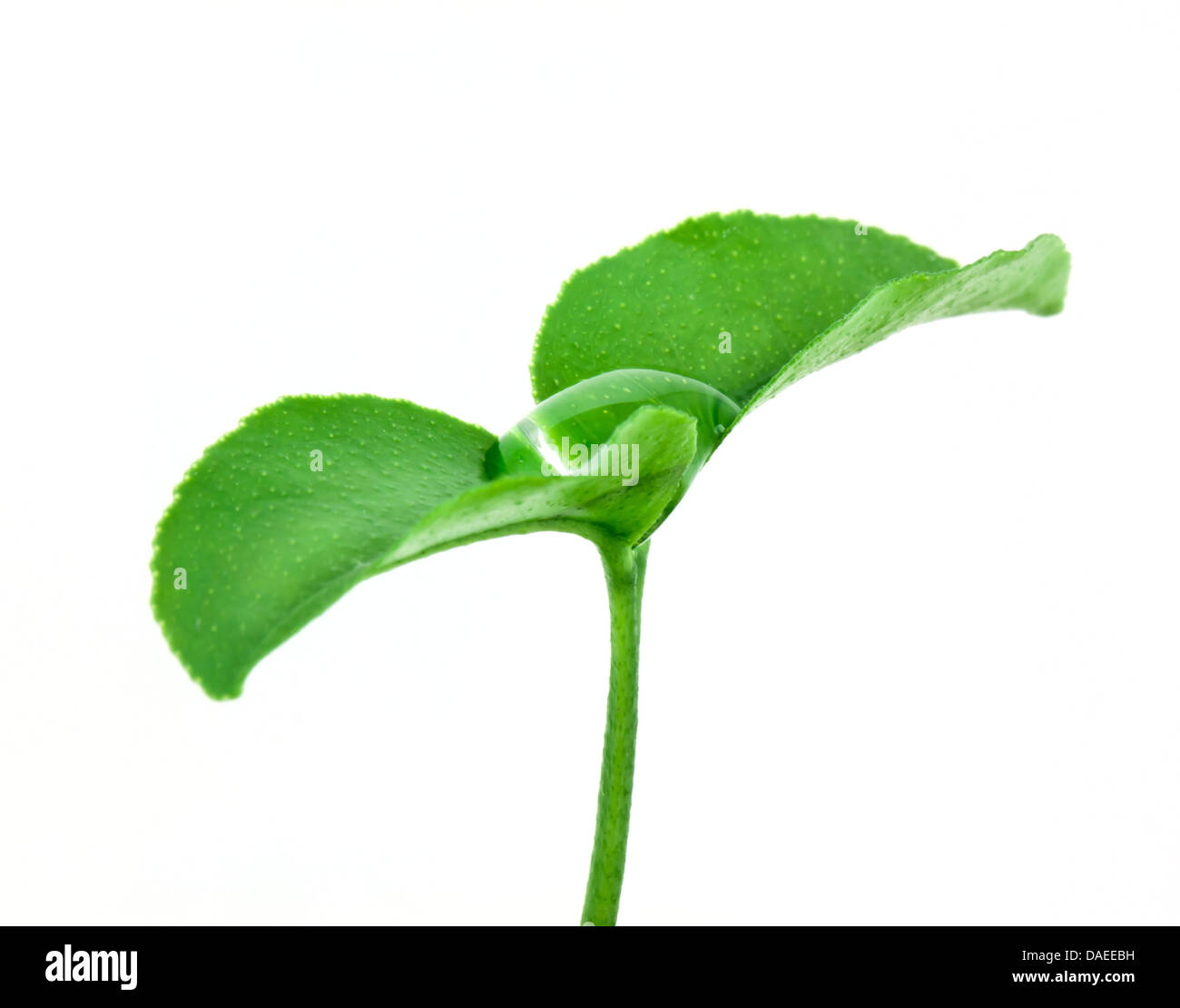 Small Plant And Drop Stock Photo Alamy small-plant-and-drop-stock-photo-alamy