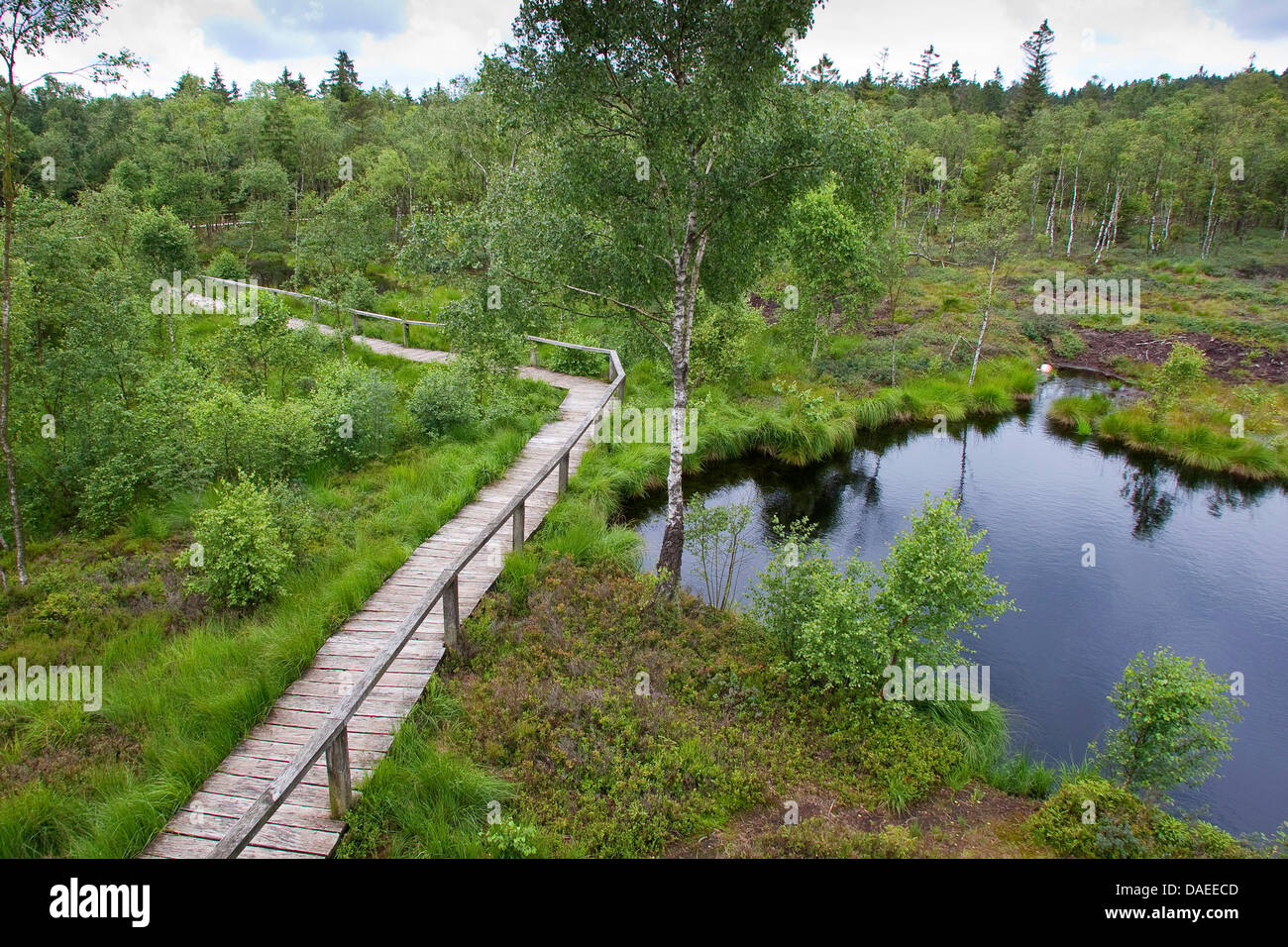 raised bog with planked footpath, Germany, Lower Saxony, NSG ...
