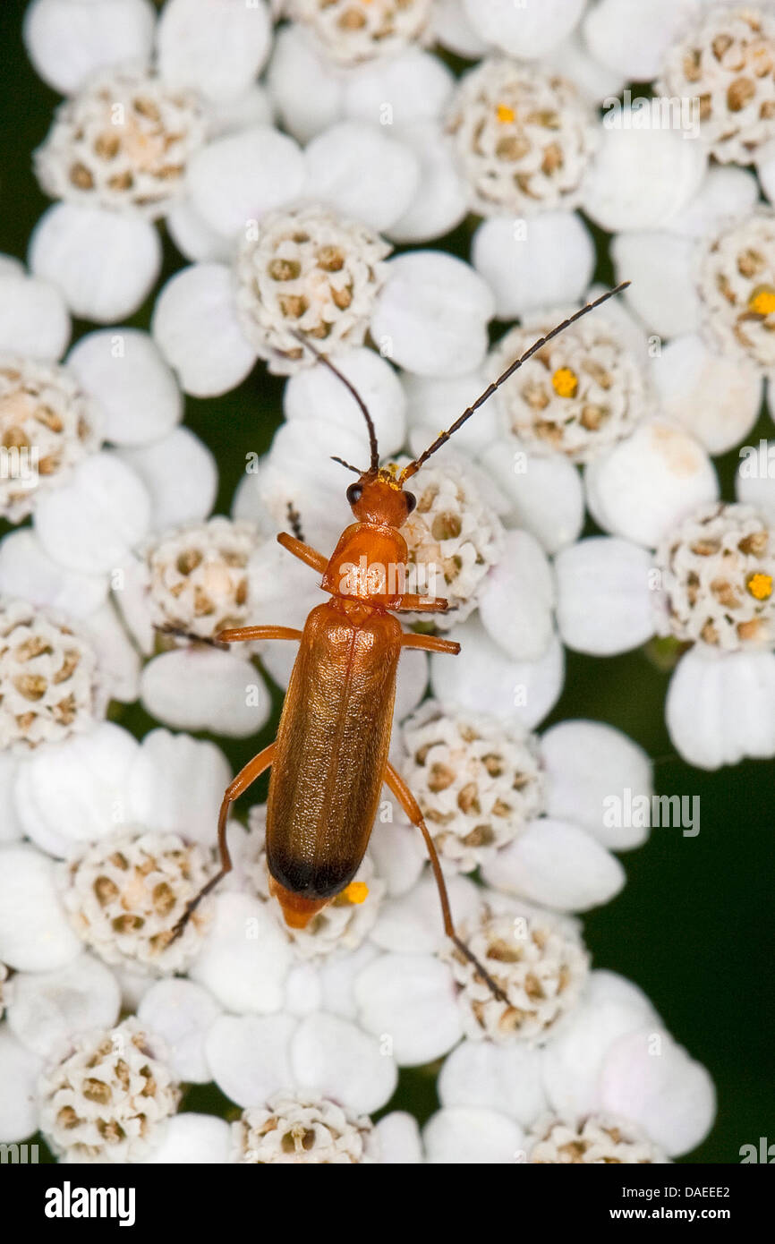 common red soldier beetle bloodsucker beetle hogweed bonking beetle ...
