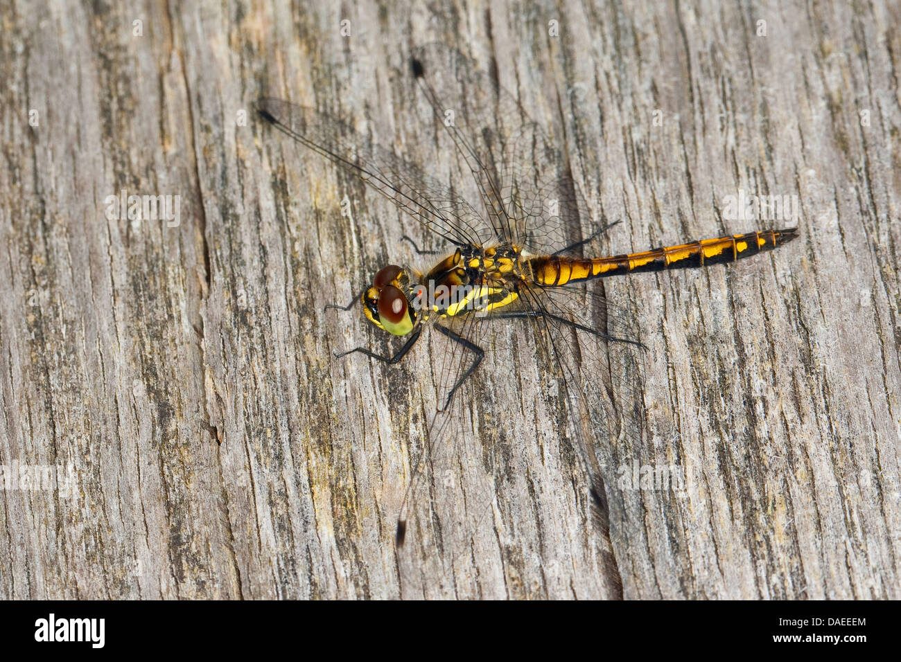 black sympetrum (Sympetrum danae), young male, sitting on wood, Germany ...