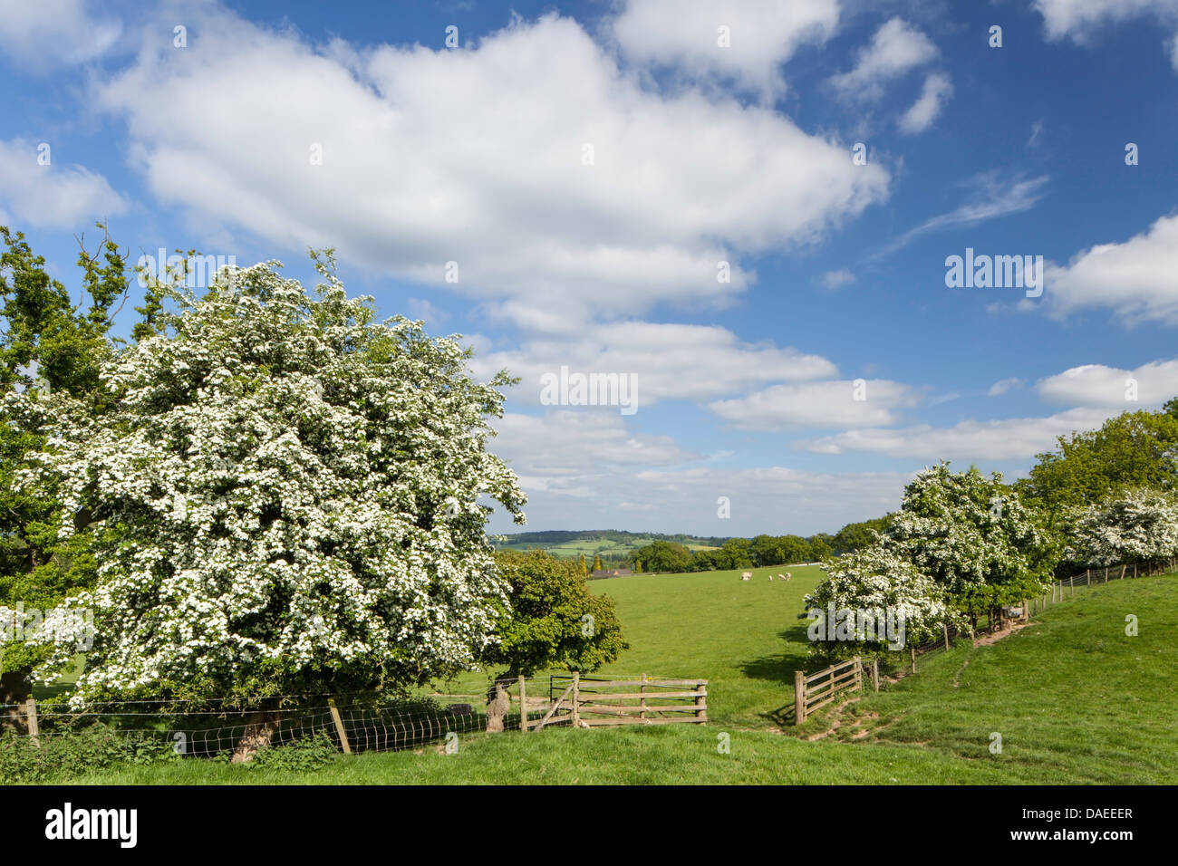 Springtime in the English countryside with blossom and blue skies ...