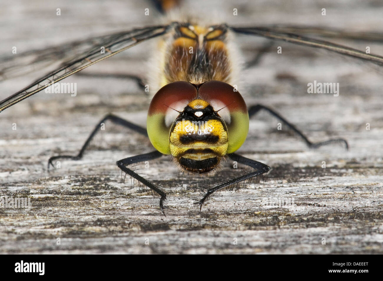 black sympetrum (Sympetrum danae), young male, sitting on wood ...