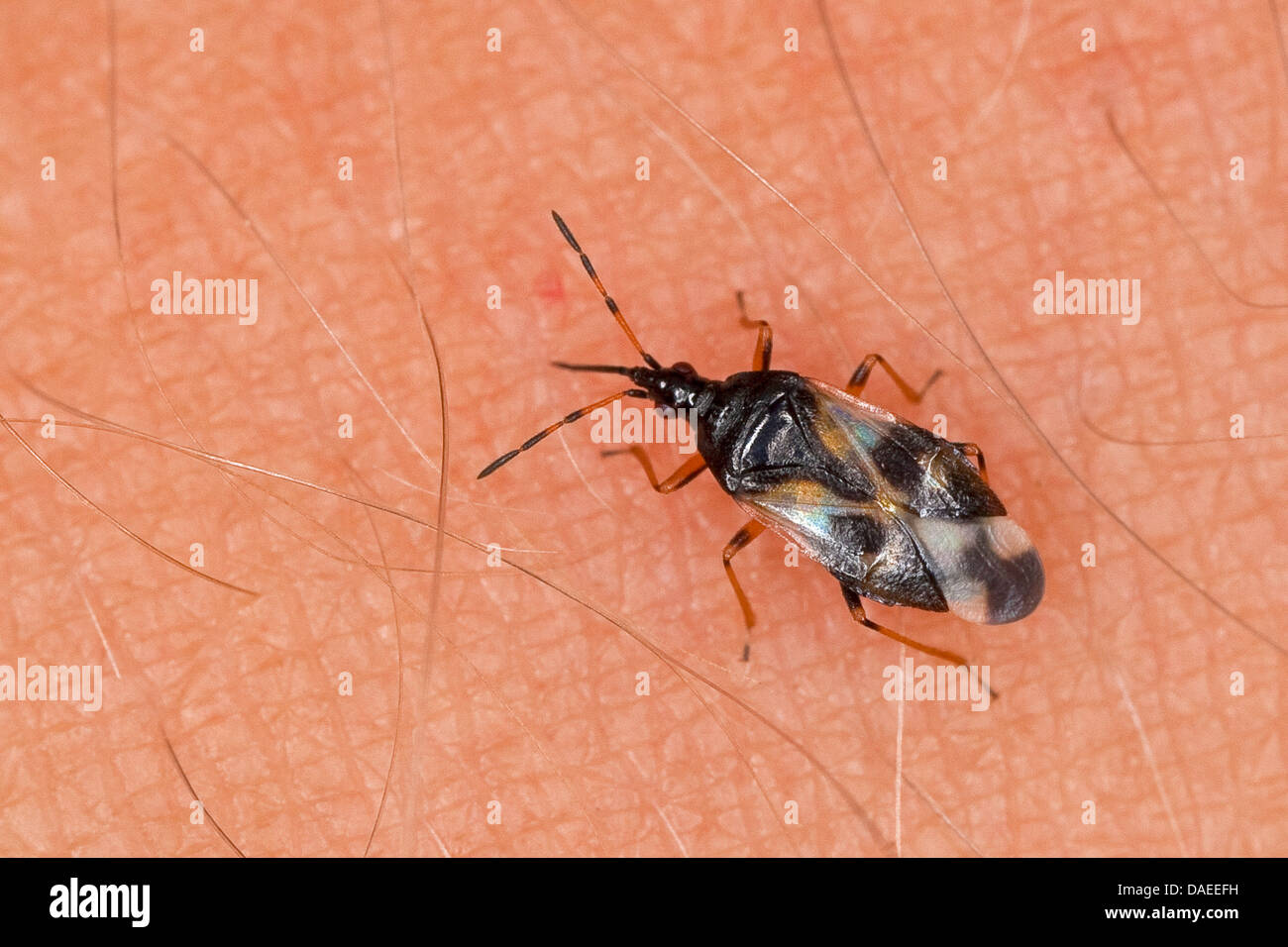 Common Flowerbug High Resolution Stock Photography and Images - Alamy