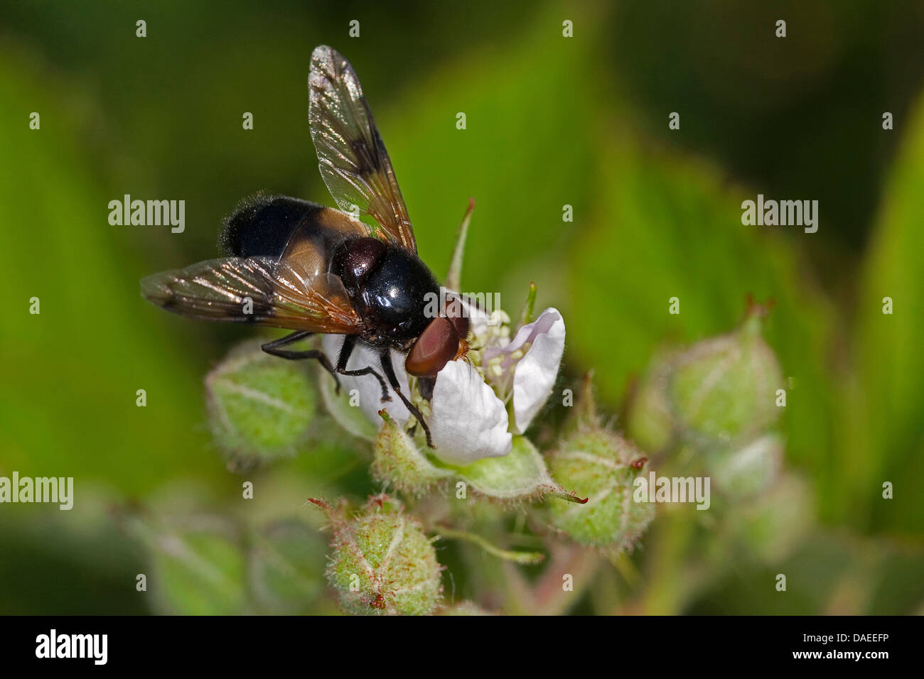 Hoverfly eating hi-res stock photography and images - Alamy