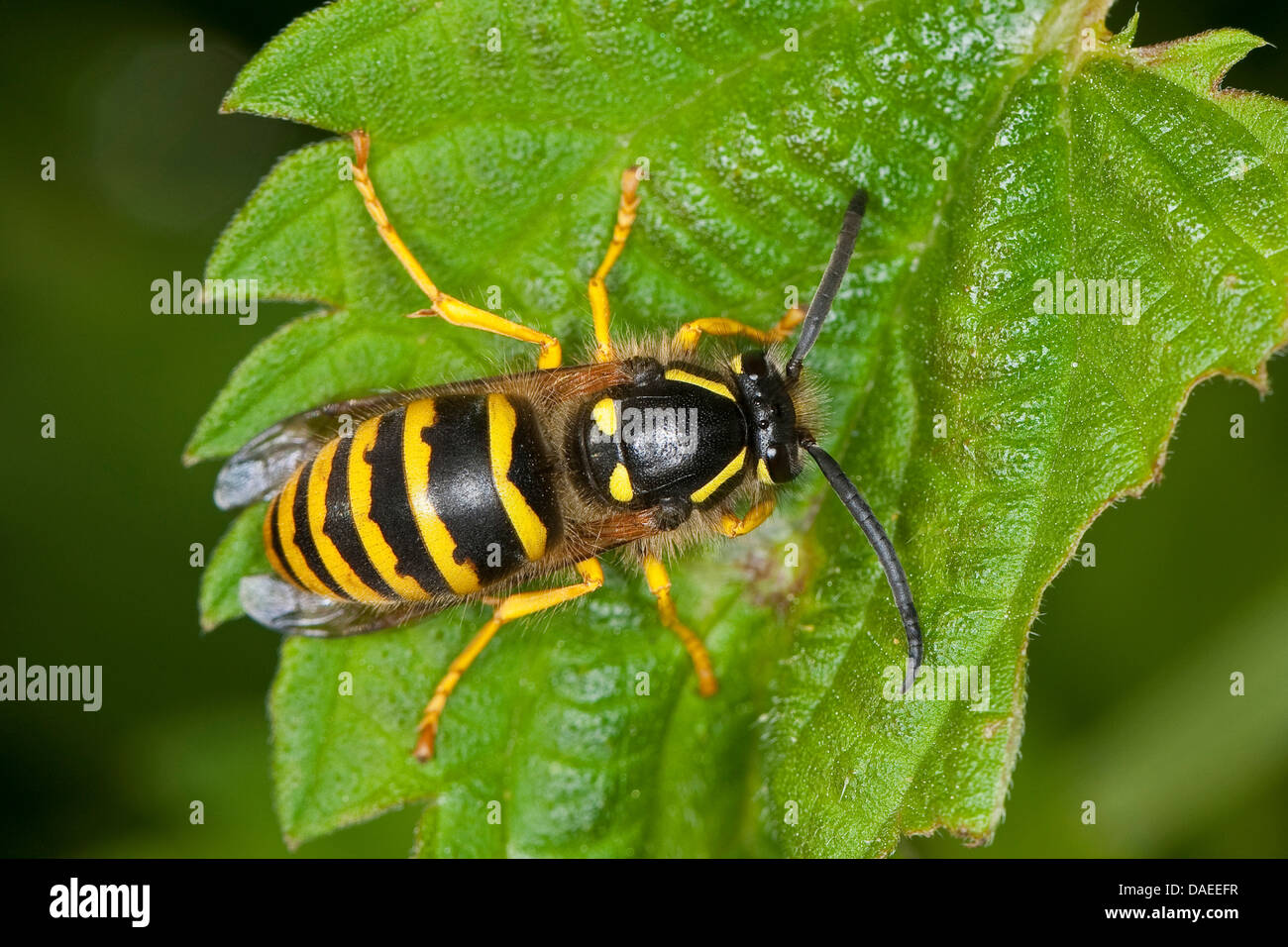 Queen wasp hi-res stock photography and images - Alamy