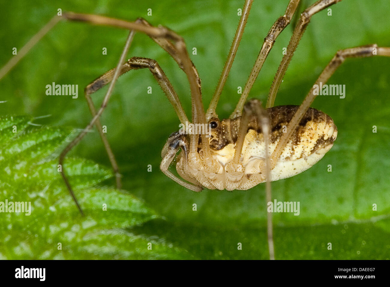Mountain harvestman (Mitopus morio), sitting on a leaf, Germany Stock ...