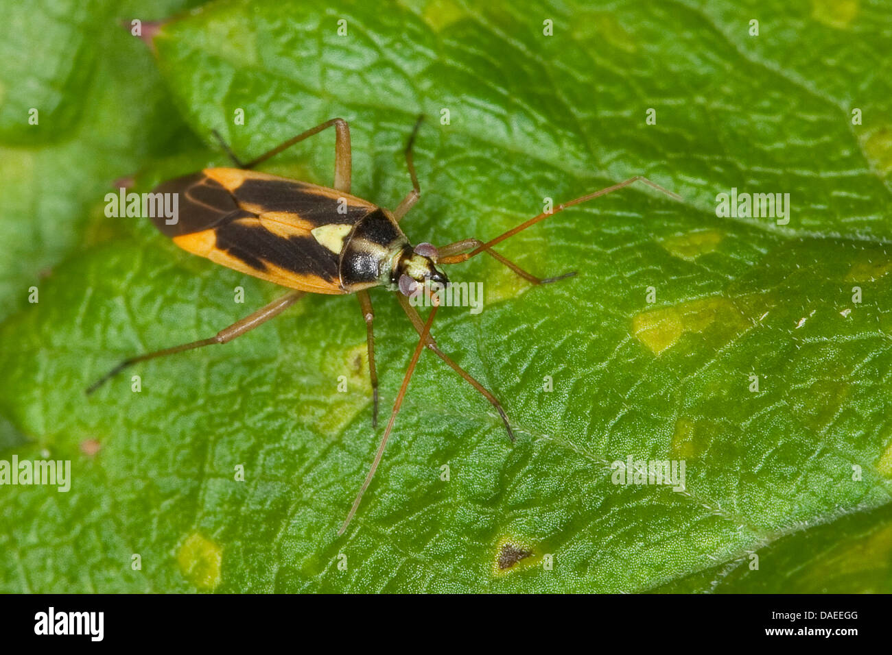 Twospotted grass bug, Two-spotted grass bug, 2-spotted grass bug ...