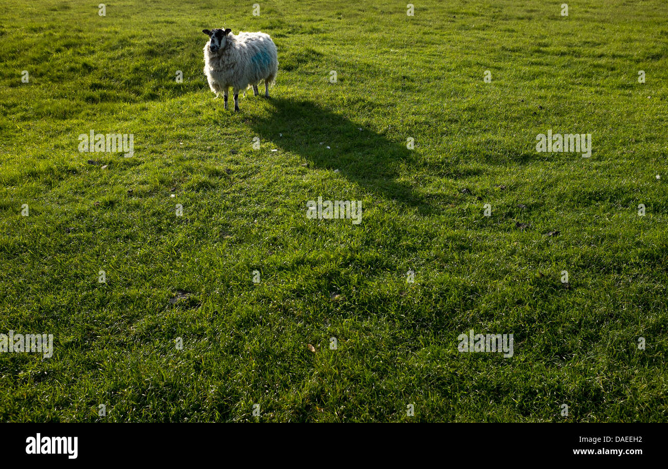 Individual sheep hi-res stock photography and images - Alamy
