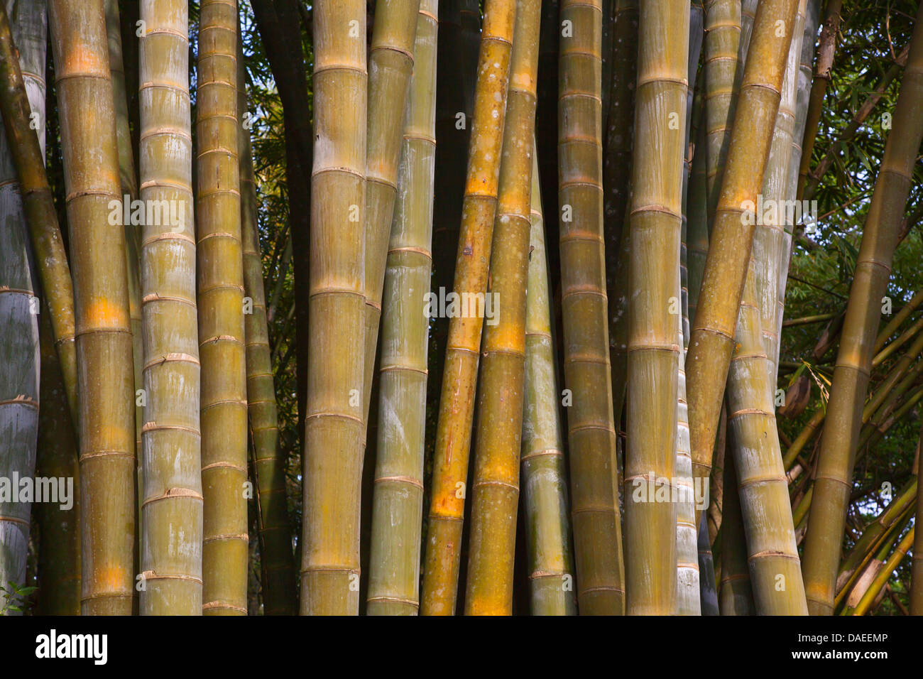 Giant Bamboo Of Burma Stock Photos & Giant Bamboo Of Burma Stock Images ...