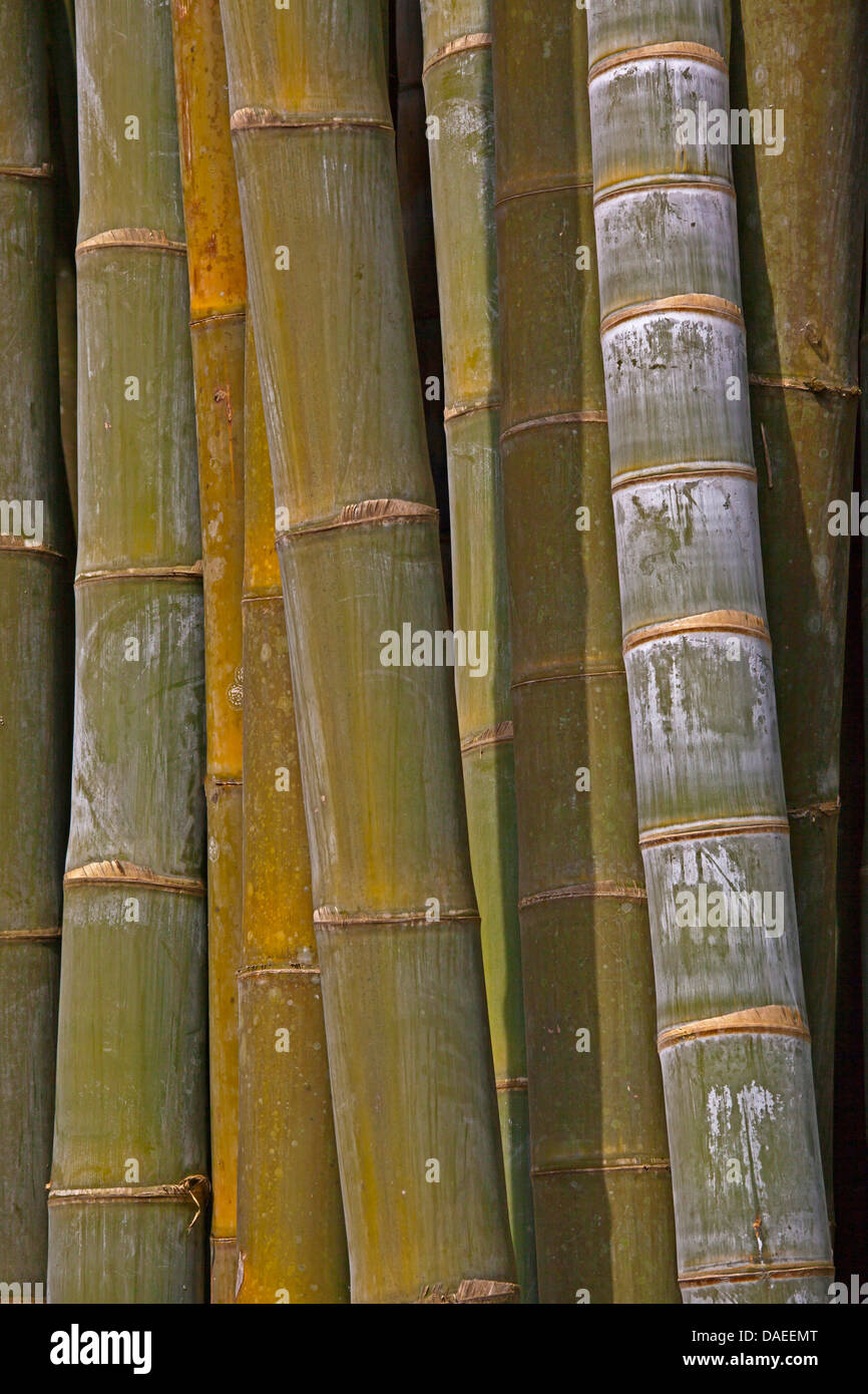 Giant Bamboo Dendrocalamus Giganteus High Resolution Stock Photography ...