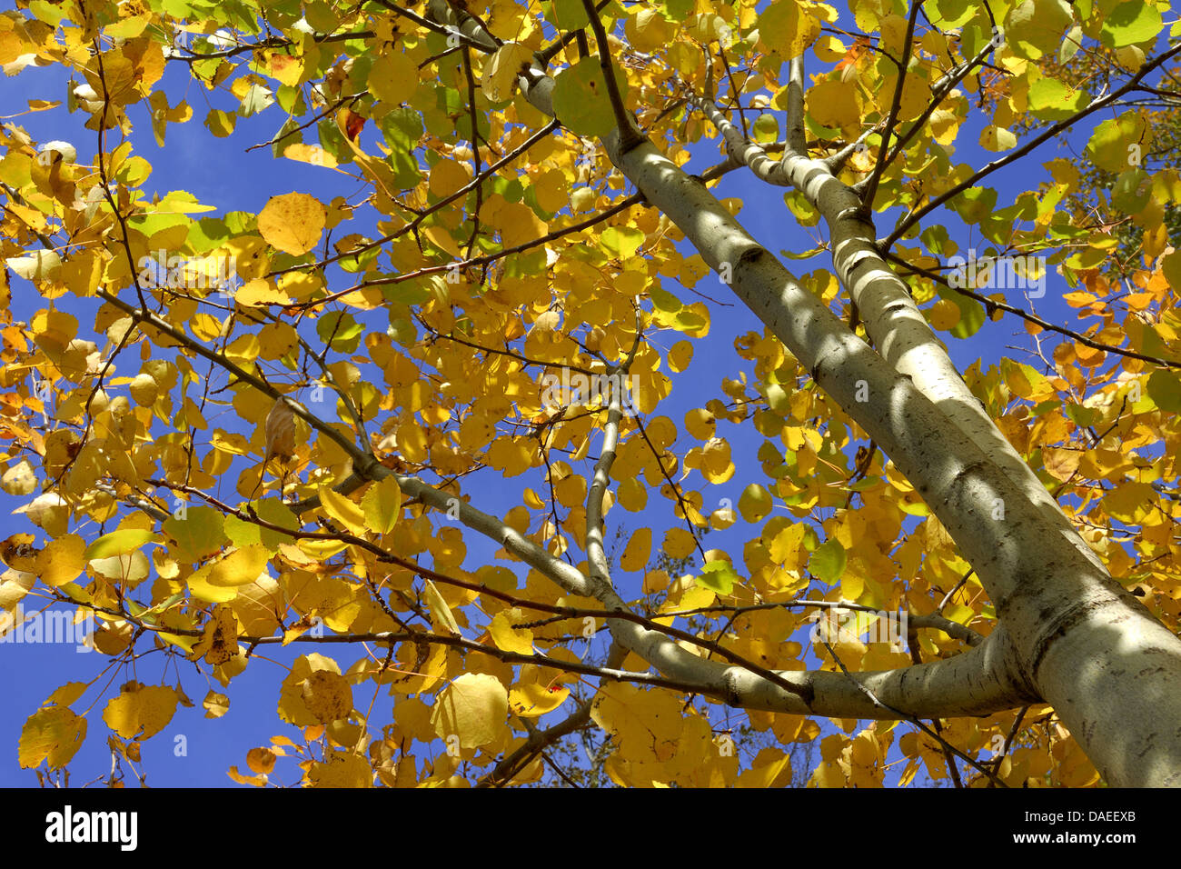 Germany populus spec hi-res stock photography and images - Alamy